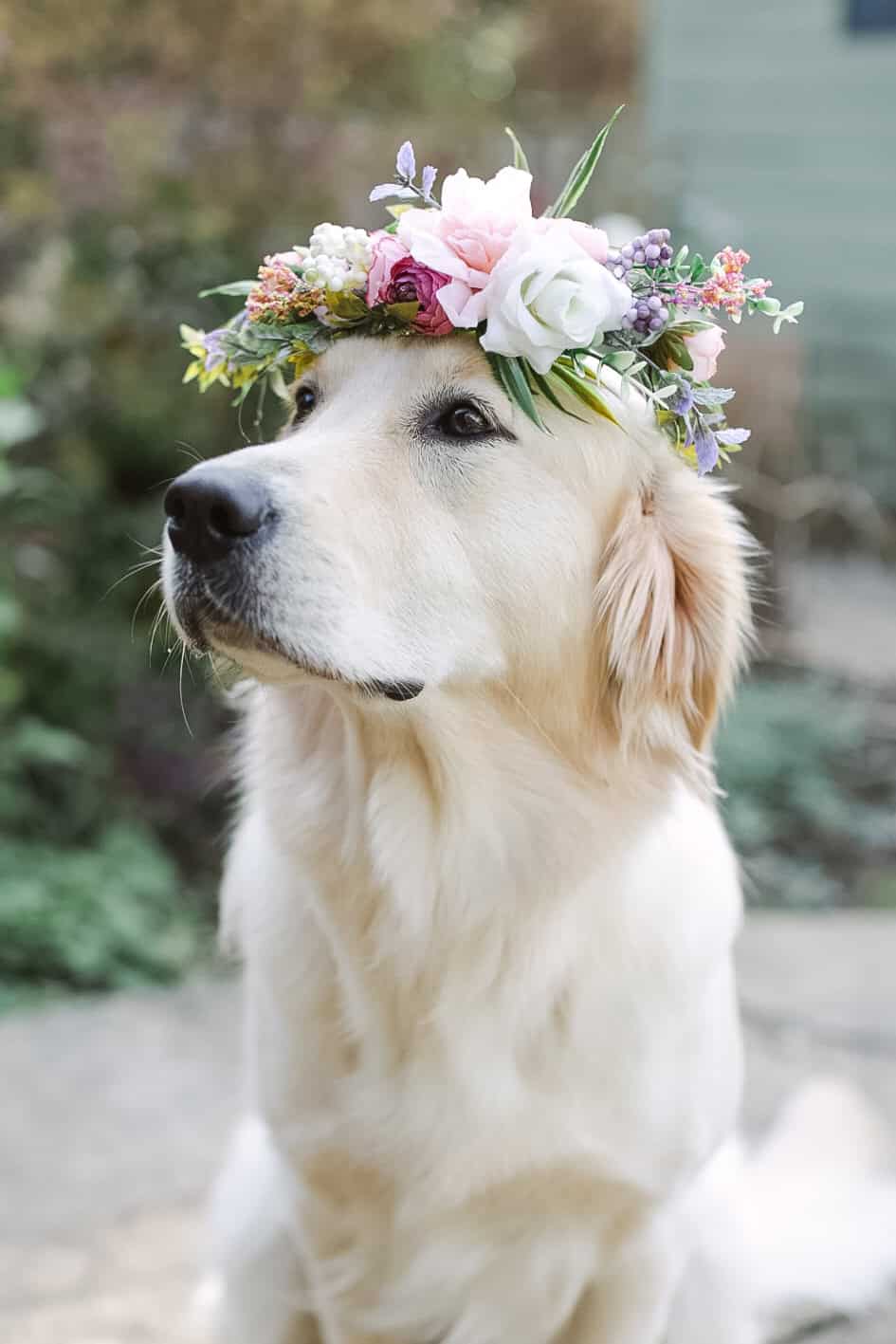 Life Lessons from my Dog for Small Business Owners